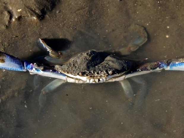 Siri do Mangue Características e Fotos | Mundo Ecologia