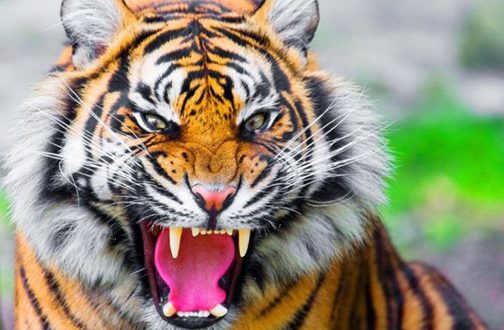 Tigre: Habitat Onde Eles Vivem na Natureza | Mundo Ecologia
