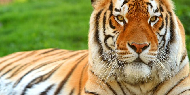 Tamanho do Tigre, Peso, Comprimento | Mundo Ecologia