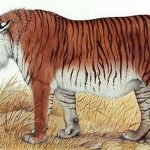 Tigre do Cáspio: Características, Fotos e Nome Científico | Mundo Ecologia