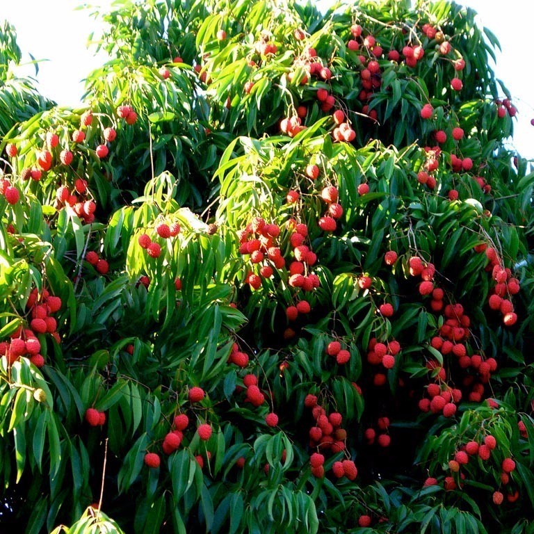 Paisagismo e Jardins Residenciais com Árvores Frutíferas | Mundo Ecologia