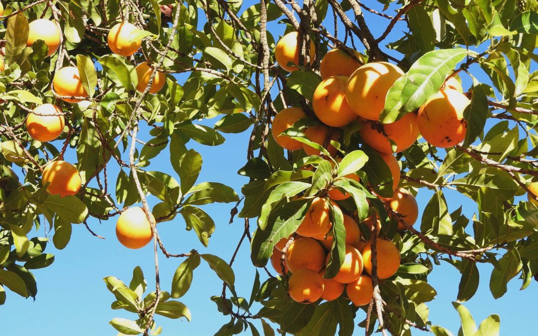 Árvores Frutíferas Que Crescem Rápido – Mundo Ecologia