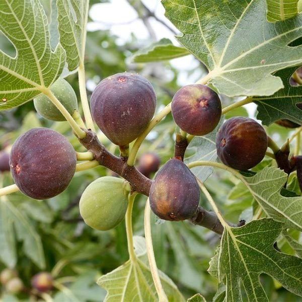 Árvores Frutíferas Que Crescem Rápido – Mundo Ecologia