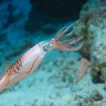 Características da Lula e Fotos de Lula do Mar | Mundo Ecologia