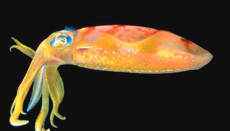 Características da Lula e Fotos de Lula do Mar – Mundo Ecologia