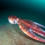 Características da Lula e Fotos de Lula do Mar | Mundo Ecologia