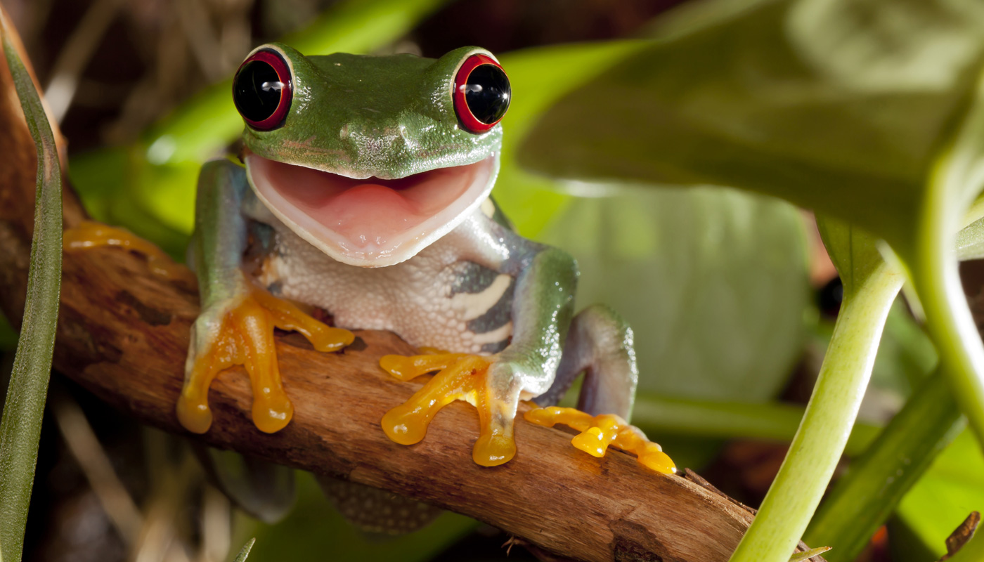 Curiosidades do Bioma Manguezal, Vida, Localização e Clima | Mundo Ecologia