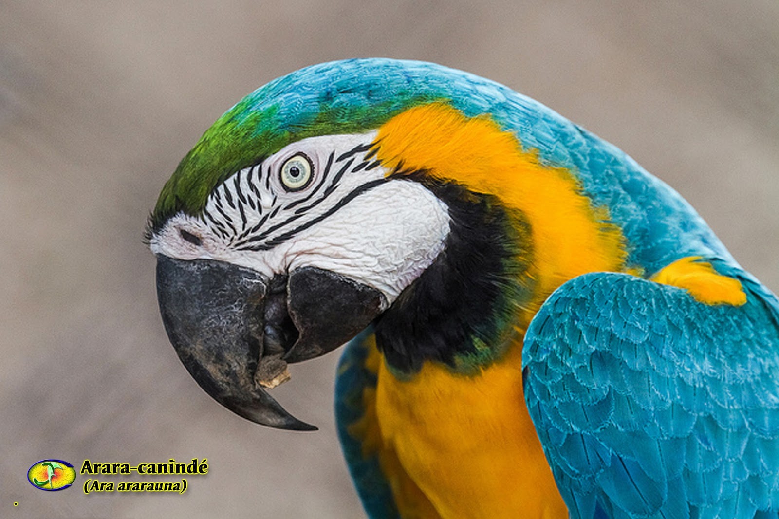 Tipos de Araras e Espécies Representativas | Mundo Ecologia