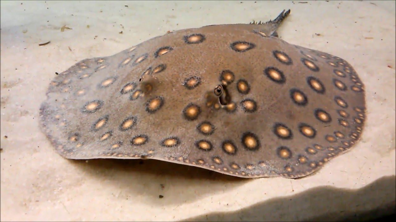 Tipos de Arraias de Água Doce – Lista dos 3 Principais Grupos – Mundo ...