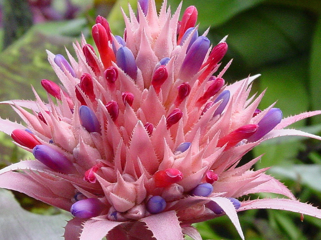 Bromélia Aechmea Fasciata: Fotos, Características e Nome Popular ...
