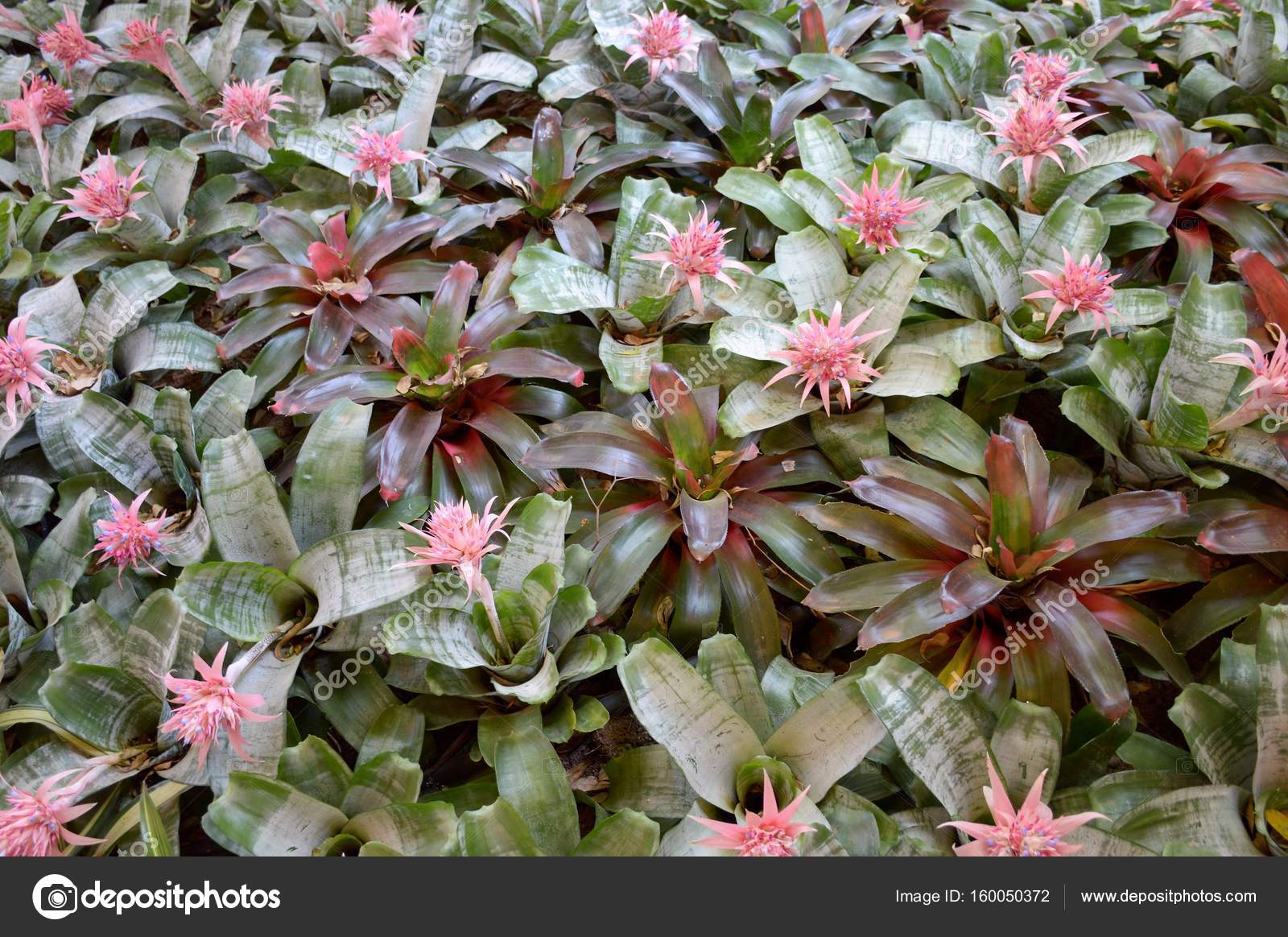 Bromélia Aechmea Fasciata: Fotos, Características e Nome Popular ...