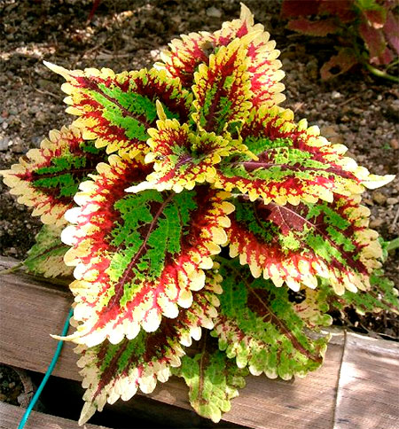 Jardim Florido o Ano Todo – Com Fotos – Mundo Ecologia