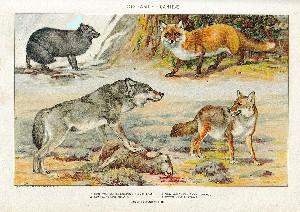 Canídeos Classificações Inferiores, Altura e Peso | Mundo Ecologia