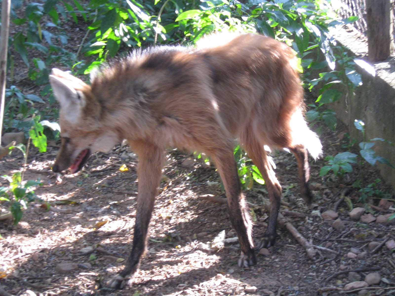 Canídeos Brasileiros com Fotos e Características – Mundo Ecologia