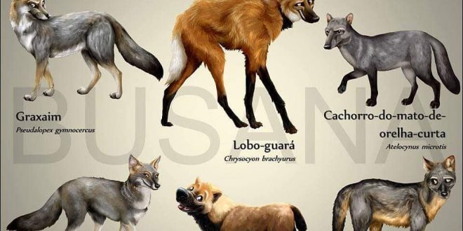 Canídeos Brasileiros com Fotos e Características | Mundo Ecologia