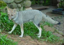Canídeos Brasileiros com Fotos e Características – Mundo Ecologia