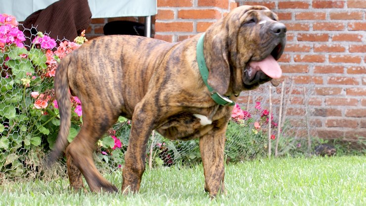 Canídeos Brasileiros com Fotos e Características – Mundo Ecologia