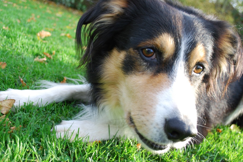 Canídeos Brasileiros com Fotos e Características – Mundo Ecologia