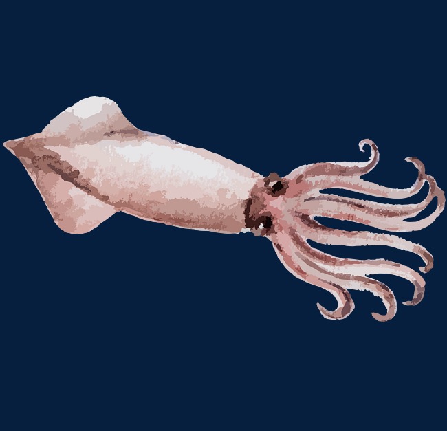 Características da Lula e Fotos de Lula do Mar – Mundo Ecologia