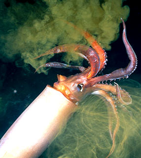 Lula Animal: Filo, Nome Cientifico, Família e Classificação | Mundo ...