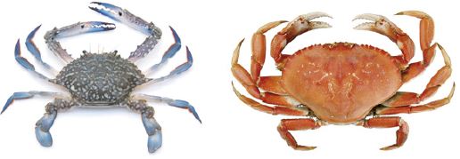 Características do Caranguejo e Fotos | Mundo Ecologia