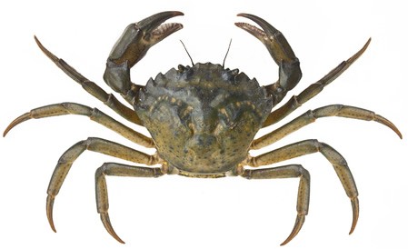 Características do Caranguejo e Fotos | Mundo Ecologia