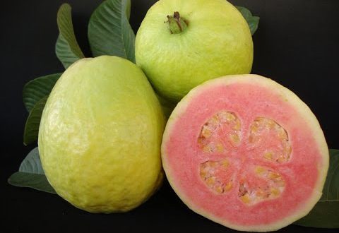Tipos De Goiabas, Variedades E Classificações Inferiores Com Fotos ...