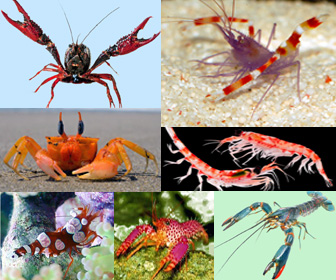 Crustáceos: Curiosidades e Fatos Interessantes | Mundo Ecologia