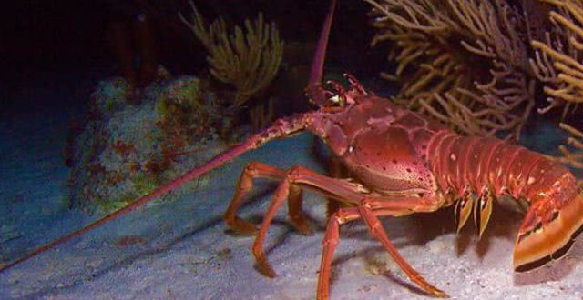 Crustáceos: Curiosidades e Fatos Interessantes | Mundo Ecologia