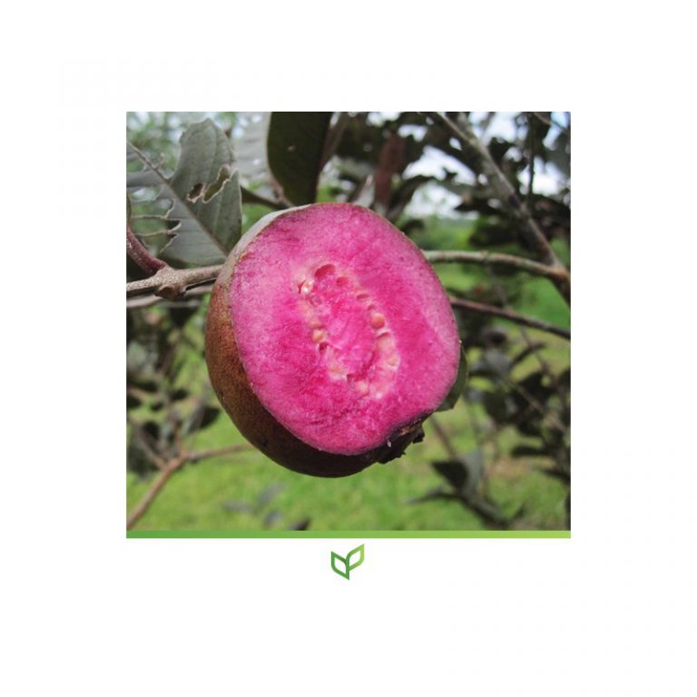 Goiaba Roxa: Sabor, Como Podar, Características e Fotos | Mundo Ecologia