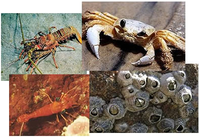 Crustáceos: Curiosidades e Fatos Interessantes | Mundo Ecologia