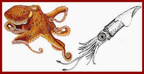 Características da Lula e Fotos de Lula do Mar – Mundo Ecologia