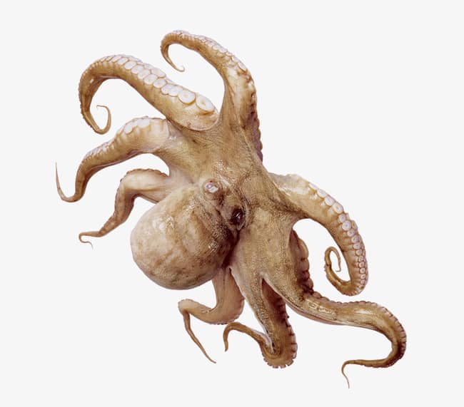 Características da Lula e Fotos de Lula do Mar – Mundo Ecologia