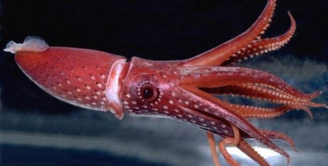 Características da Lula e Fotos de Lula do Mar | Mundo Ecologia