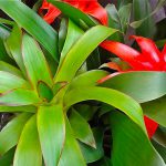 Bromélia Tanque: Fotos, Características, Flores e Nome Cientifico ...