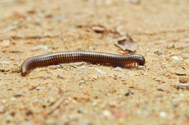Curiosidades Sobre as Centopeias | Mundo Ecologia