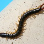 Curiosidades Sobre as Centopeias | Mundo Ecologia