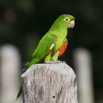 Comportamento das Maritacas, Hábitos e Modo de Vida | Mundo Ecologia