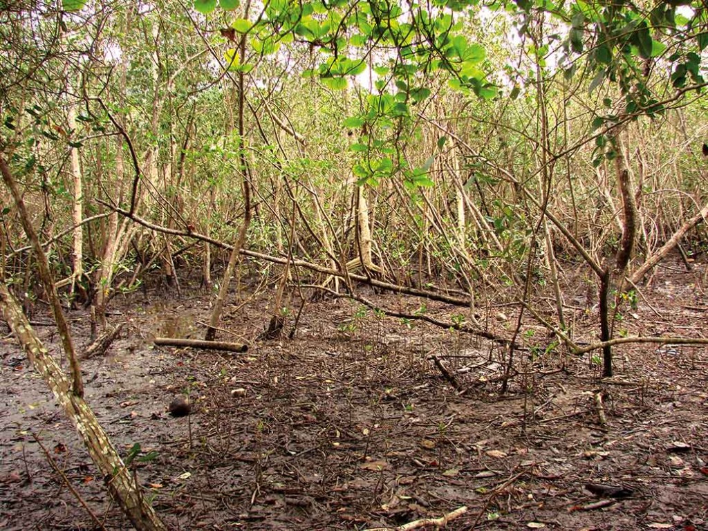 Mangue de Botão Conocarpus Erectus: Características | Mundo Ecologia