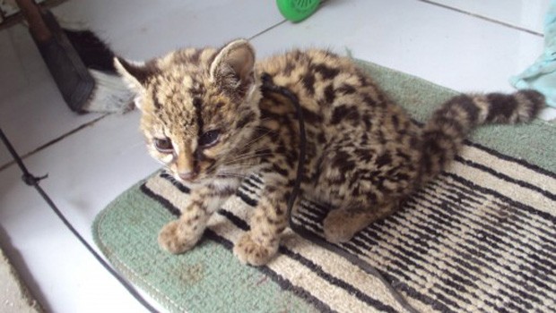 Gato Maracajá: Curiosidades e Fatos Interessantes | Mundo Ecologia