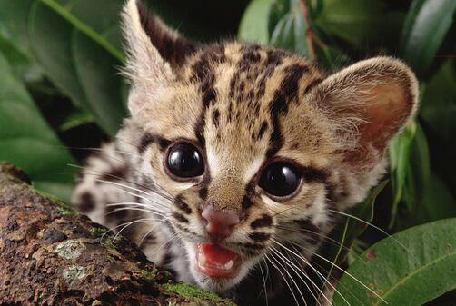 Gato Maracajá: Curiosidades e Fatos Interessantes | Mundo Ecologia
