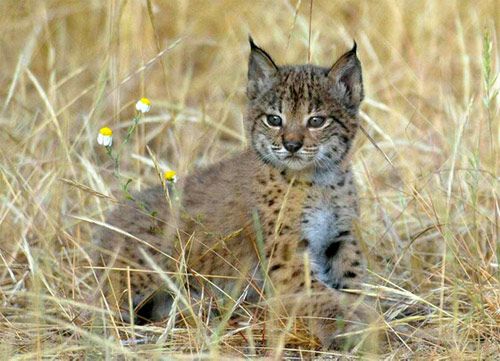 Lince-Ibérico: Fotos, Curiosidades, Extinção e Nome Cientifico | Mundo ...