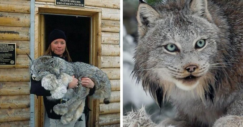 Lince do Canadá ou Lince das Neves: Fotos e Nome Científico – Mundo ...