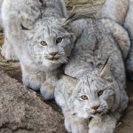 Lince do Canadá ou Lince das Neves: Fotos e Nome Científico – Mundo ...