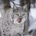 Lince do Canadá ou Lince das Neves: Fotos e Nome Científico – Mundo ...