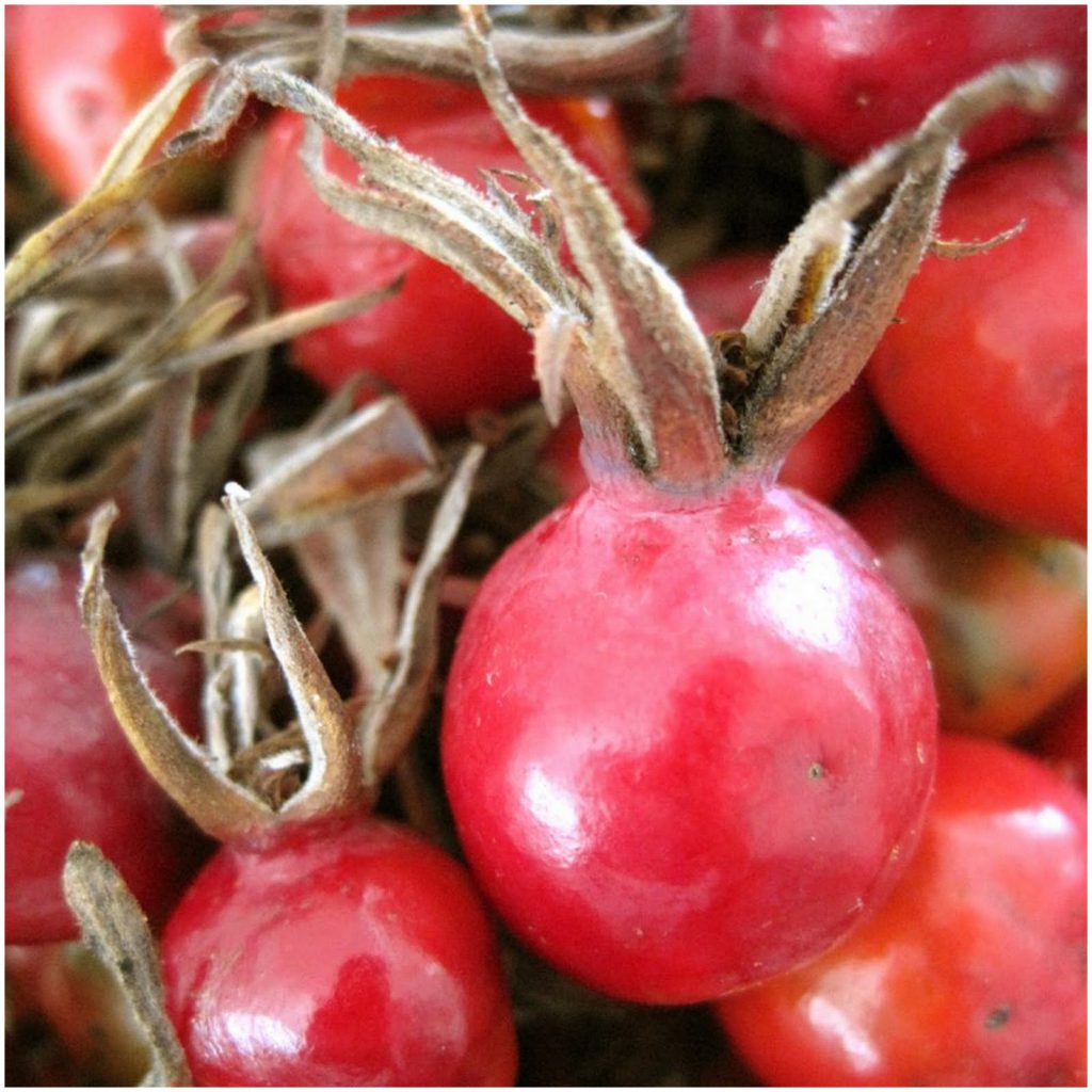 Curiosidades Sobre as Rosas e Fatos Interessantes – Mundo Ecologia