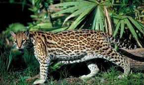 Gato Maracajá: Curiosidades e Fatos Interessantes | Mundo Ecologia