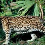 Gato Maracajá Nome Científico, Peso, Altura e Tamanho | Mundo Ecologia