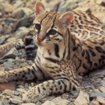 Gato Maracajá Jaguatirica: Diferenças e Semelhanças – Mundo Ecologia