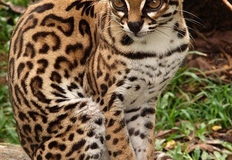 Gato Maracajá: Curiosidades e Fatos Interessantes | Mundo Ecologia